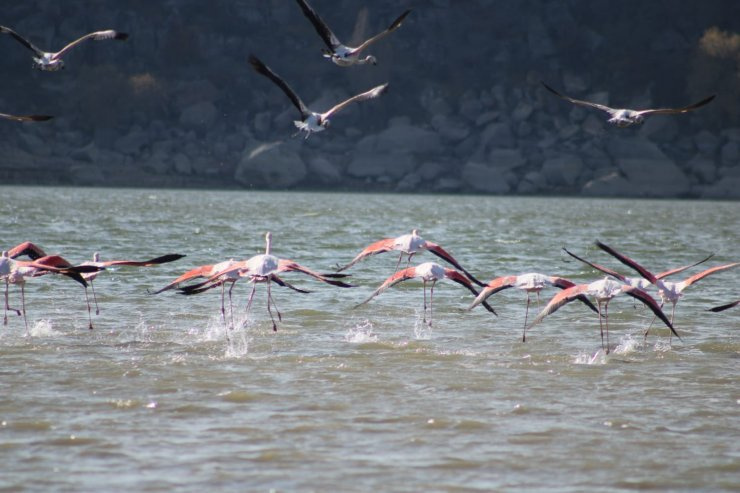 Flamingolar Tuz Gölü'nü terk ediyor