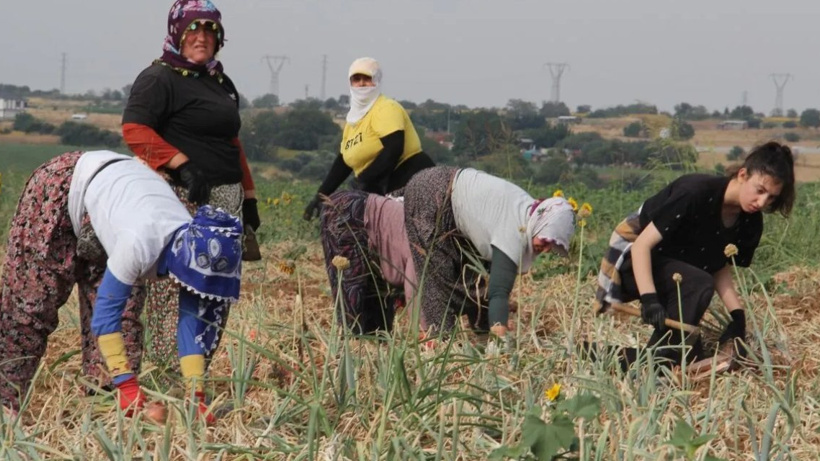 Köylüler eldivenle 8 saatte topluyor! Dikeni bile yeniyor