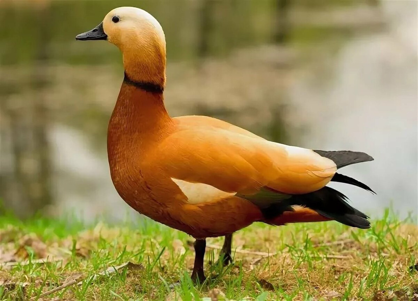 Angut Nedir? Angut kuşunun gerçek anlamı ve yanlış bilinen özellikleri